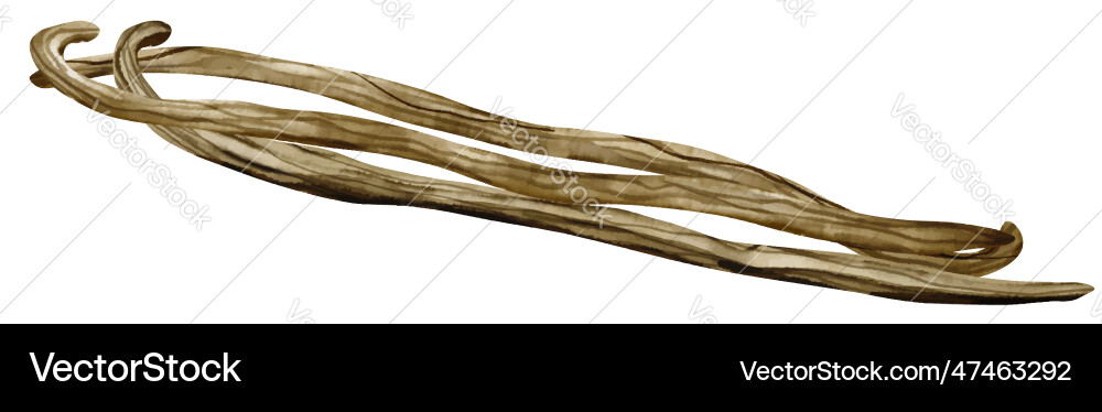 Vanilla sticks watercolor hand drawn Royalty Free Vector