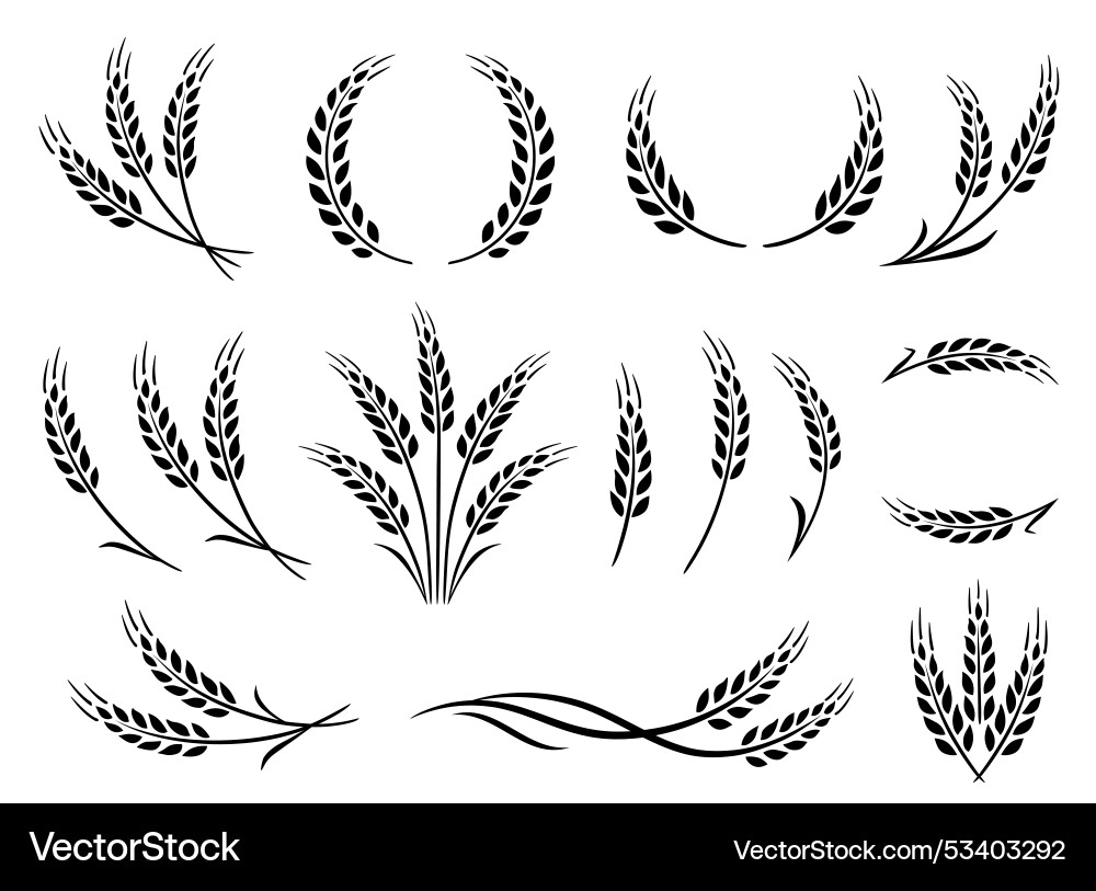 Wheat Spikes & Grain Set Royalty Free Vector Image