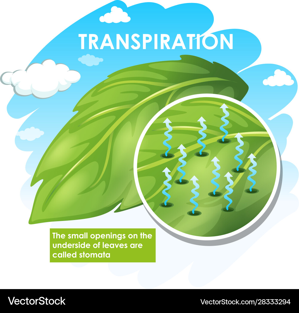 Transpiration Clipart