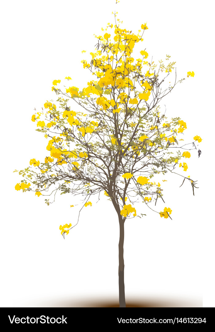 Trees isolated Royalty Free Vector Image - VectorStock