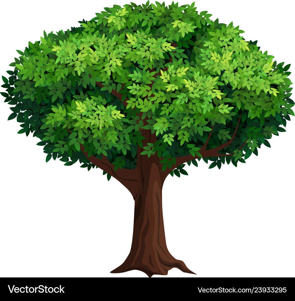 A large tree with thick crown Royalty Free Vector Image
