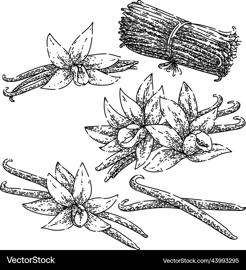 Vanilla flower set sketch hand drawn Royalty Free Vector
