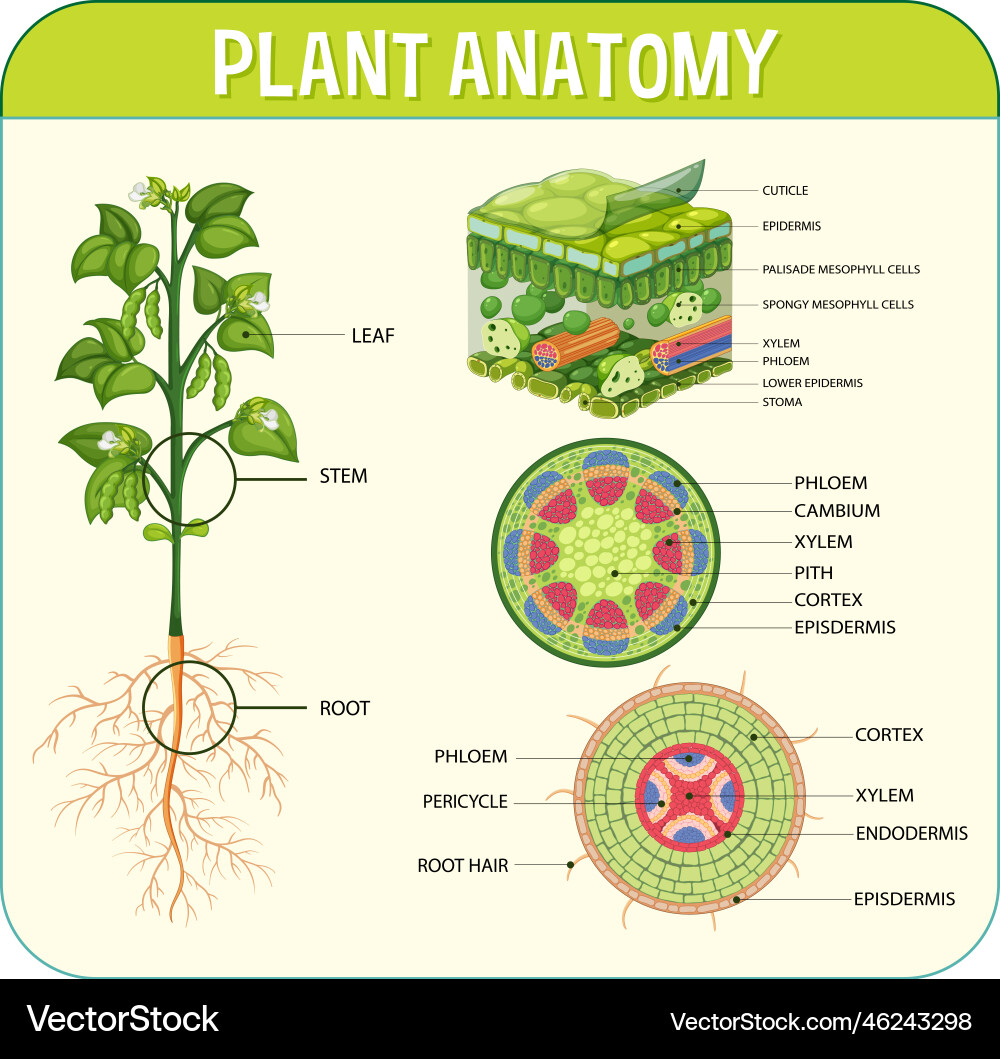 Internal structure of leaf diagram Royalty Free Vector Image