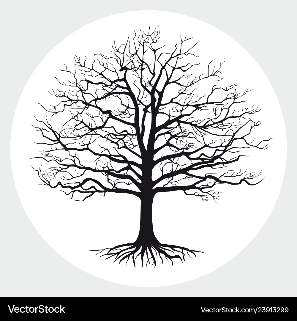 Roots Maple Vector Images (over 530)