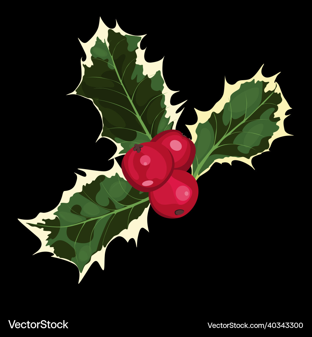 Holly branches Royalty Free Vector Image - VectorStock