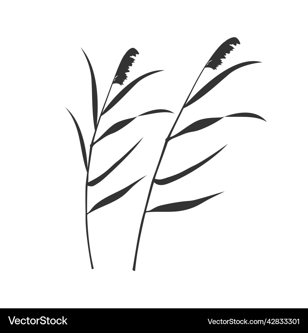 Silhouette reed dry panicles isolated on white Vector Image