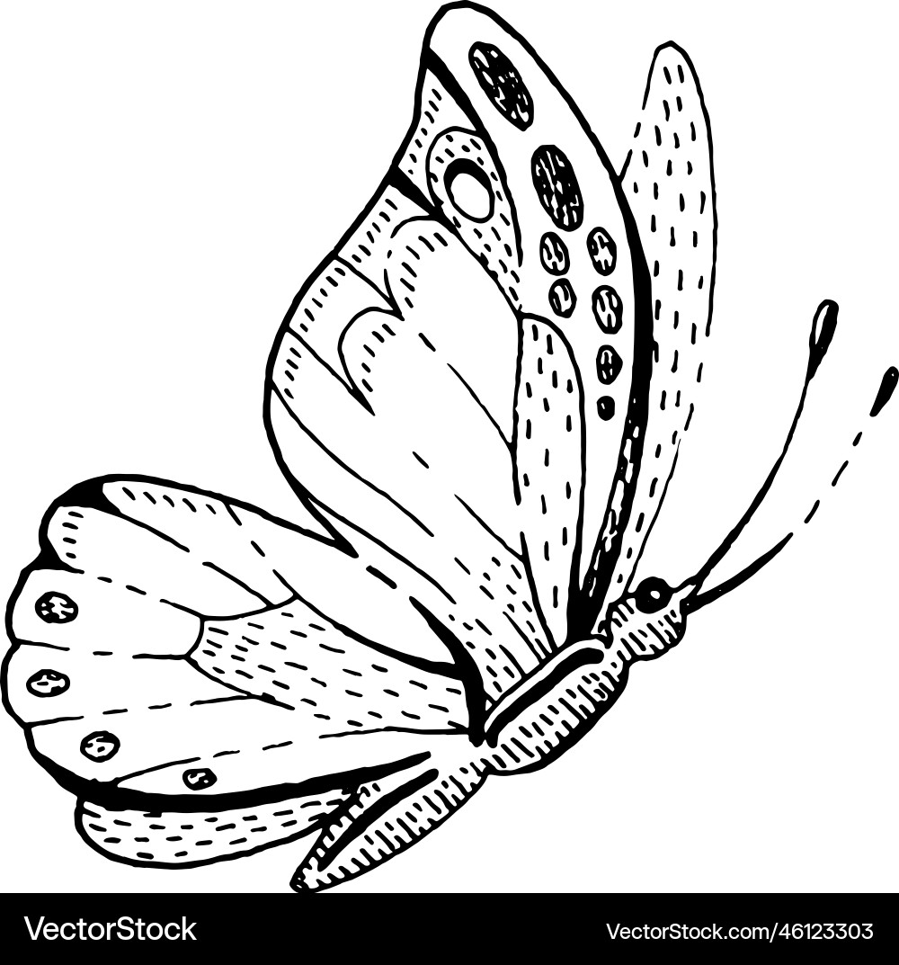 Butterfly drawing monarch vintage sketch Vector Image