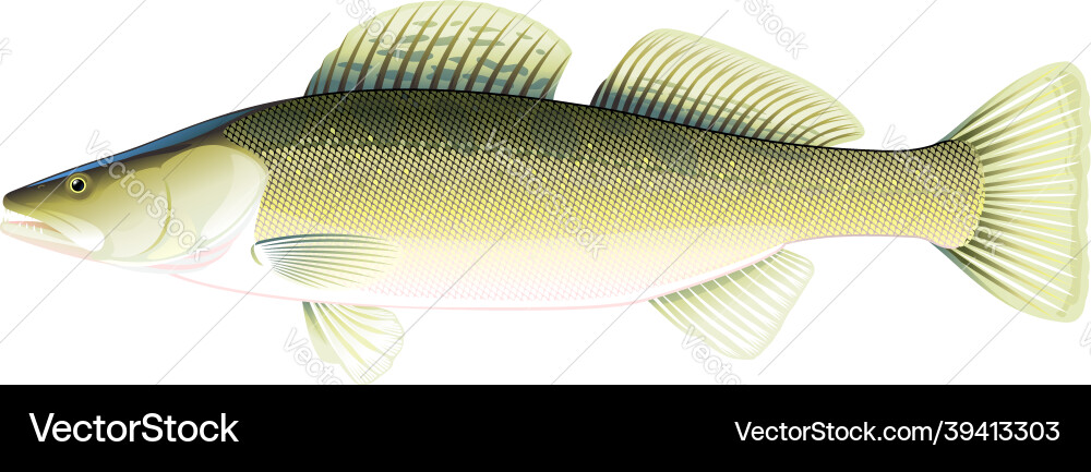 Zander fish Royalty Free Vector Image - VectorStock