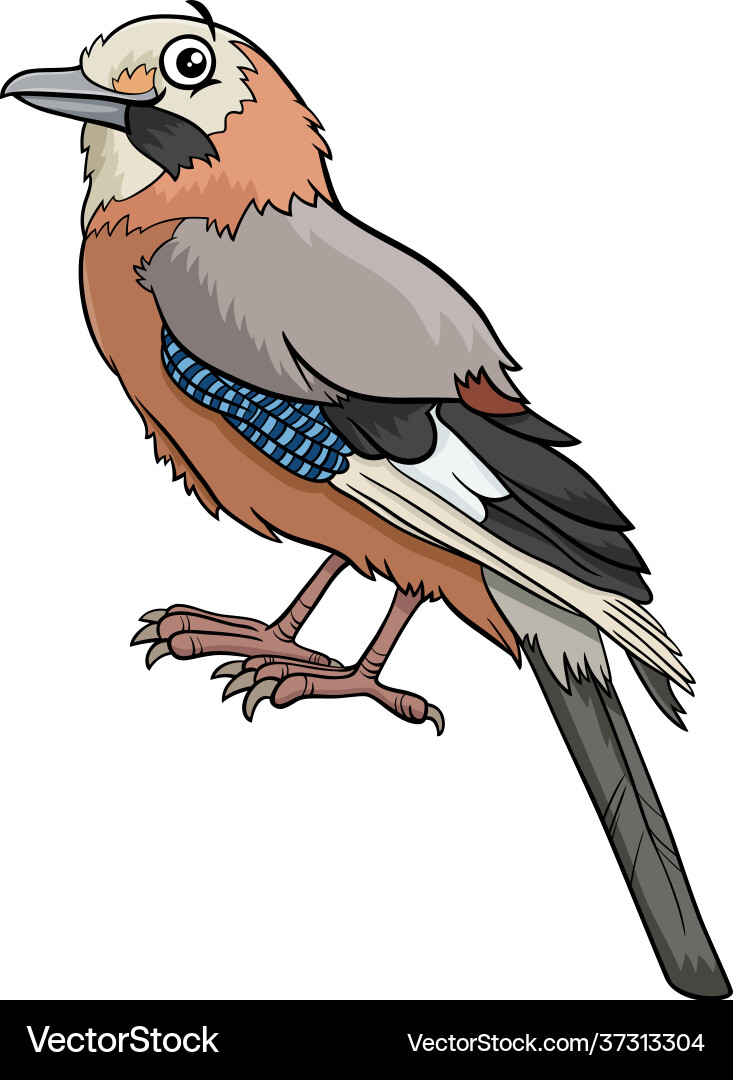Cartoon jay bird comic animal character Royalty Free Vector