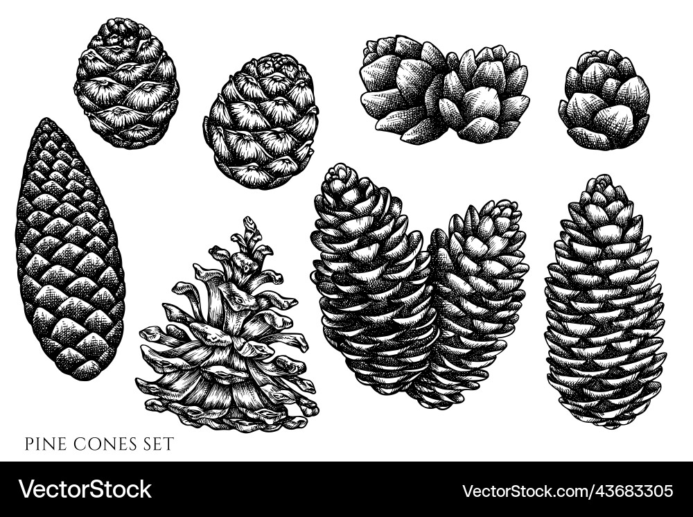 Vintage Pine Cones - Botanical Art Royalty Free Vector Image