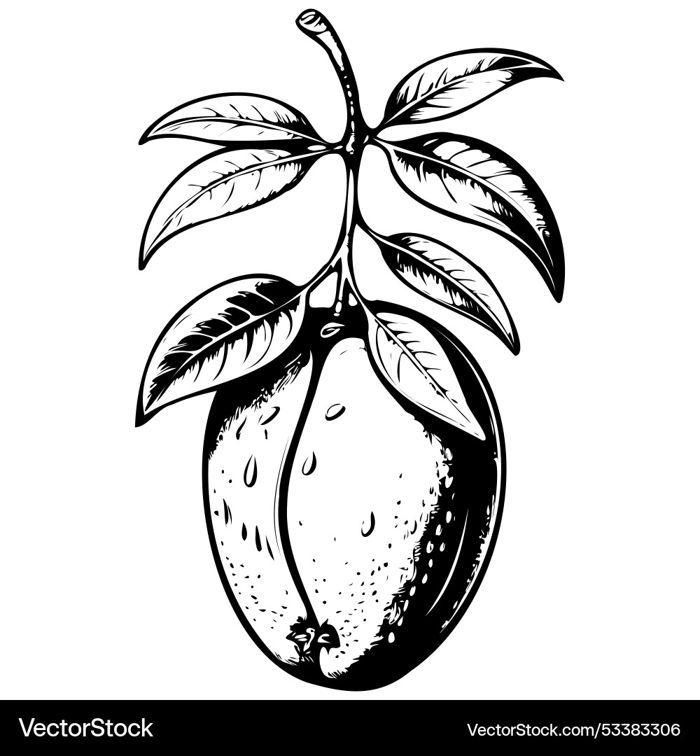 Vintage early gold mango drawing realistic Vector Image