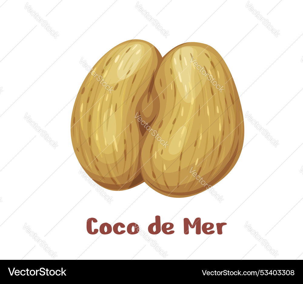 Coco de mer nut or sea coconut uncommon nuts Vector Image
