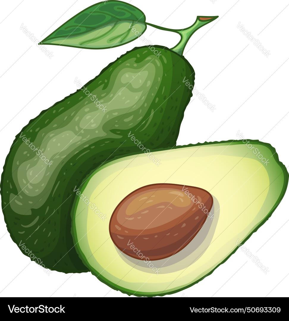 Avocado Royalty Free Vector Image - VectorStock