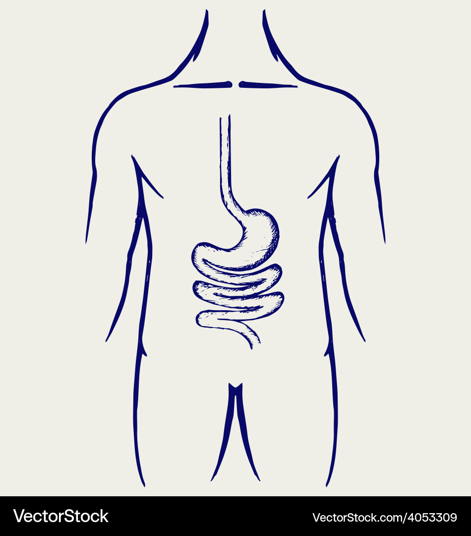 Human digestive system Royalty Free Vector Image