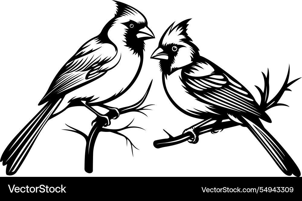 Northern cardinal bird perched on a branch Vector Image