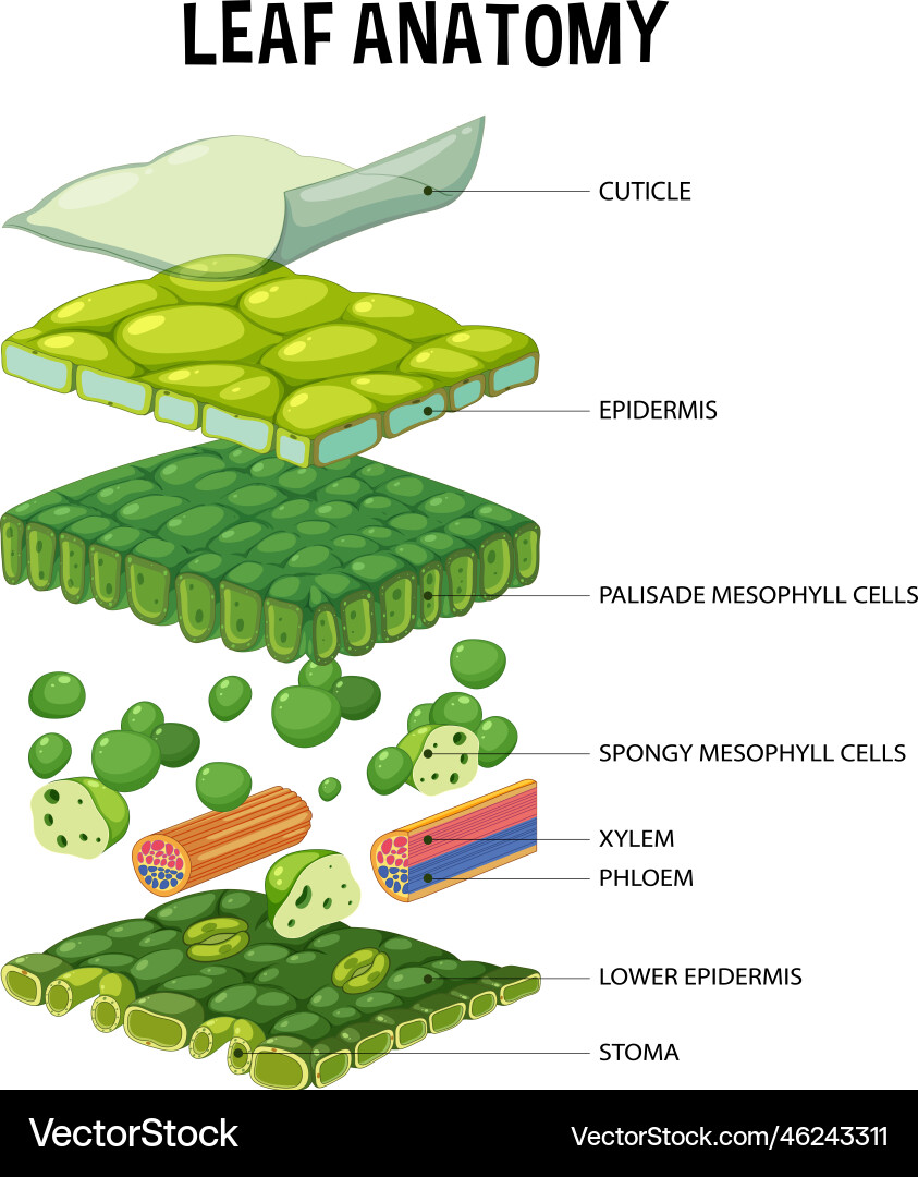 Internal structure of leaf diagram Royalty Free Vector Image