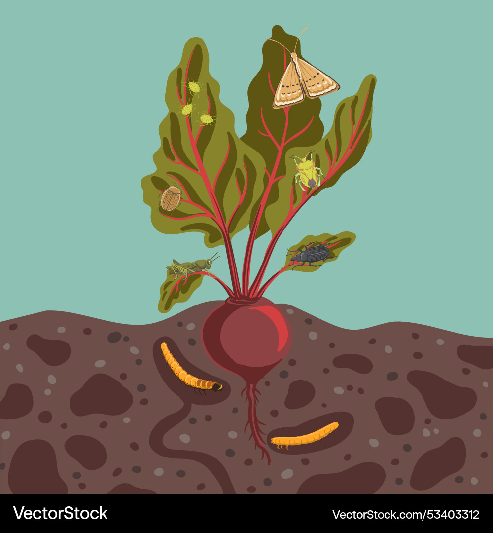 Drawing plant of beet Royalty Free Vector Image