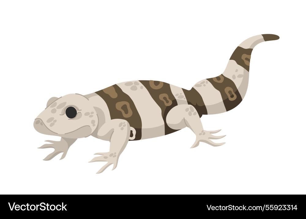 Striped gecko on white background Royalty Free Vector Image