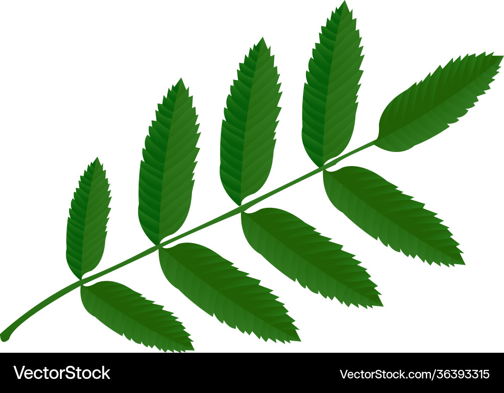Ash leaf icon Royalty Free Vector Image - VectorStock