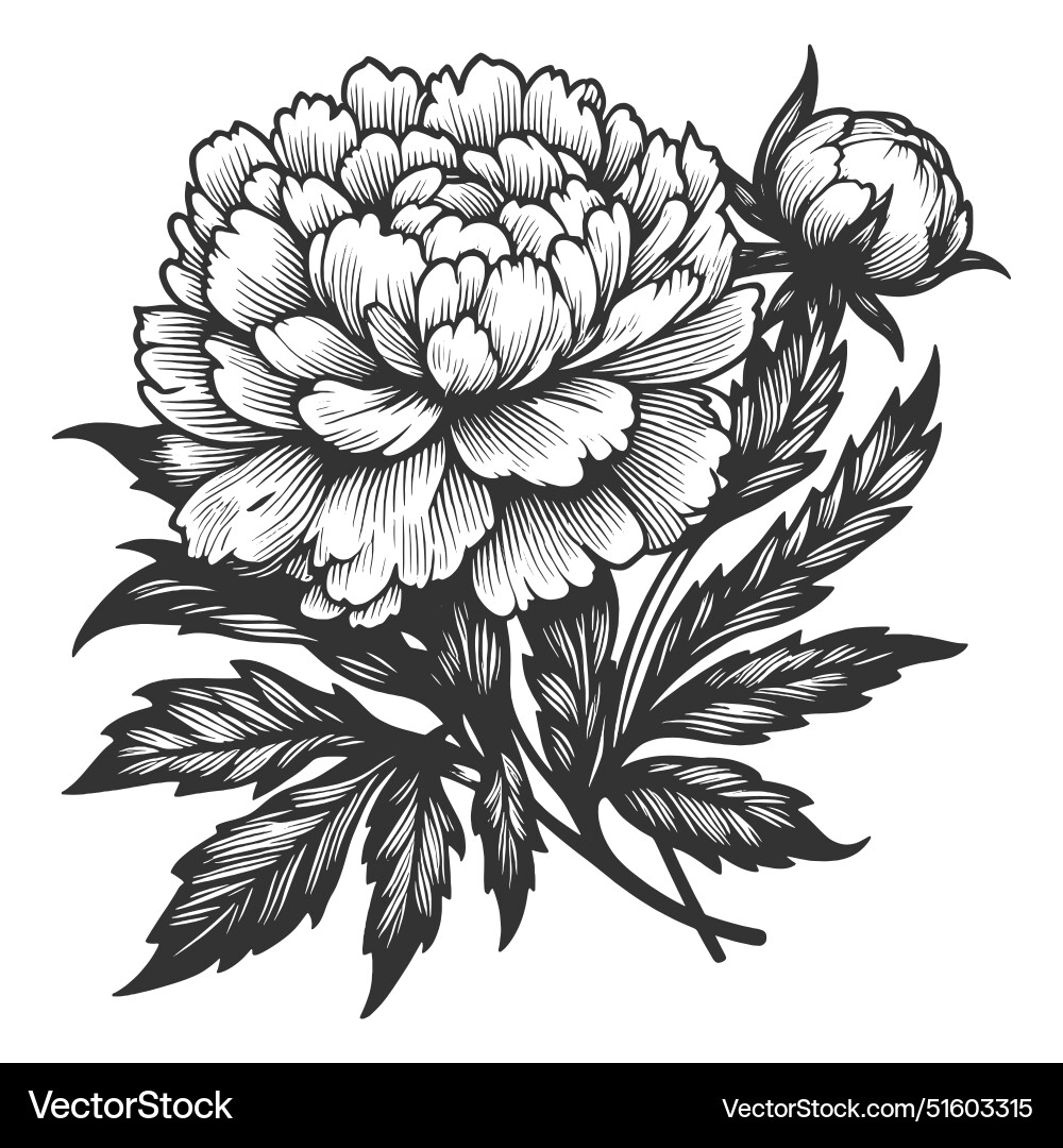 Elegant Peony Engraving Royalty Free Vector Image