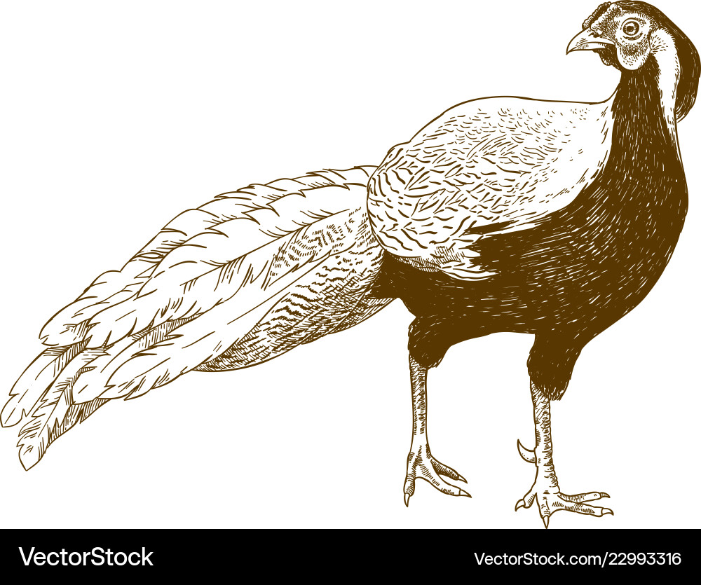 Antique Silver Pheasant Engraving Royalty Free Vector Image
