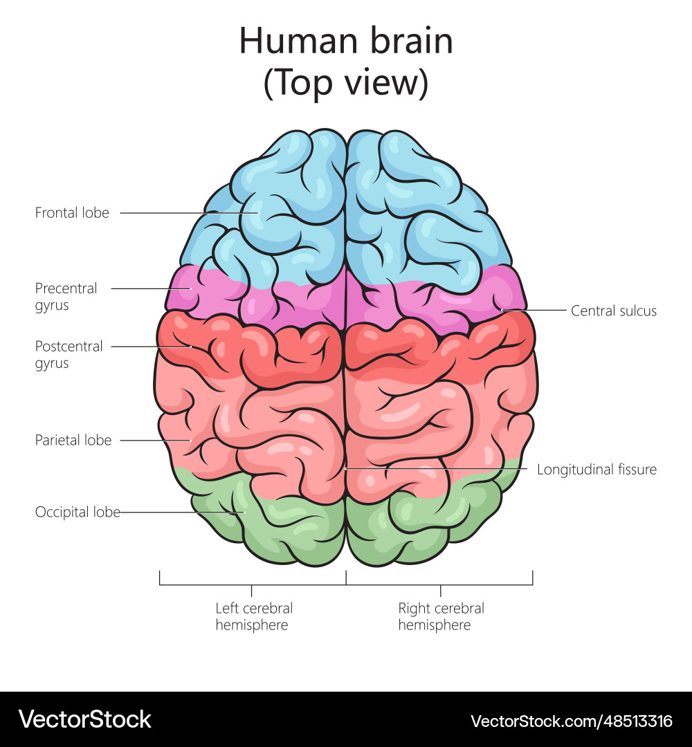 Human brain structure diagram medical science Vector Image