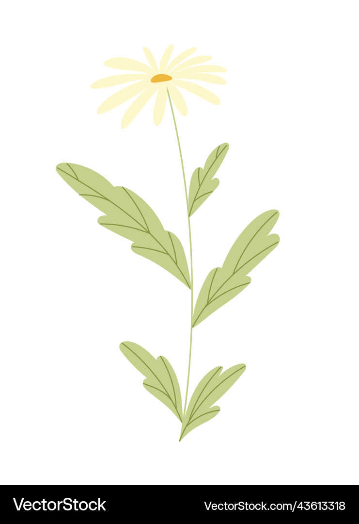 Flower with blooming bud Royalty Free Vector Image
