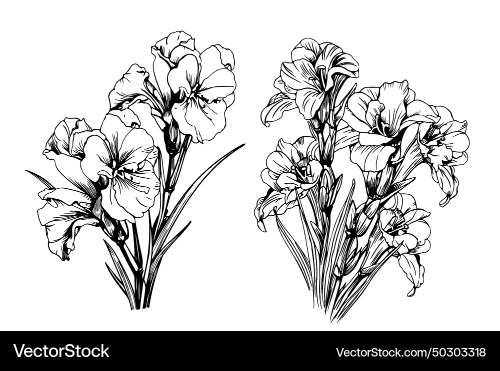 Gladiolus on a white background Royalty Free Vector Image