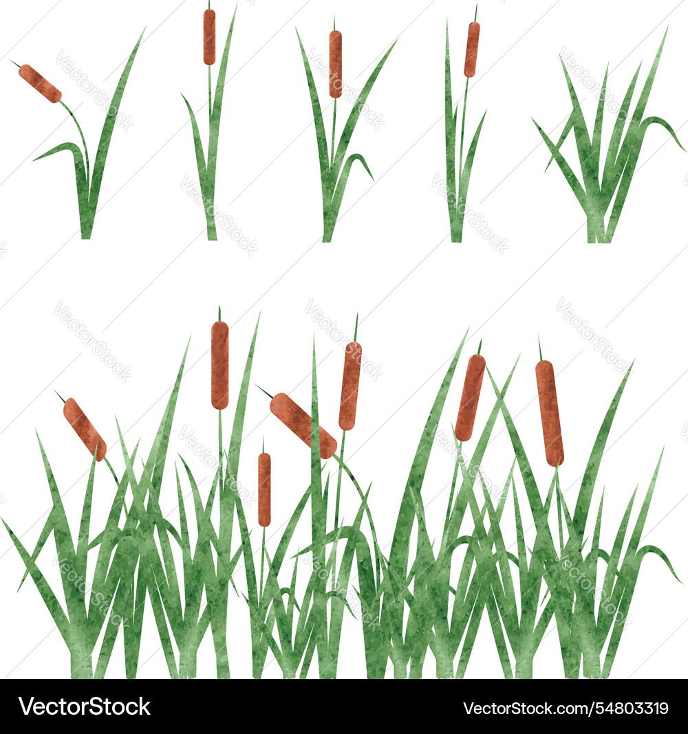 Watercolor reeds set design elements isolated Vector Image