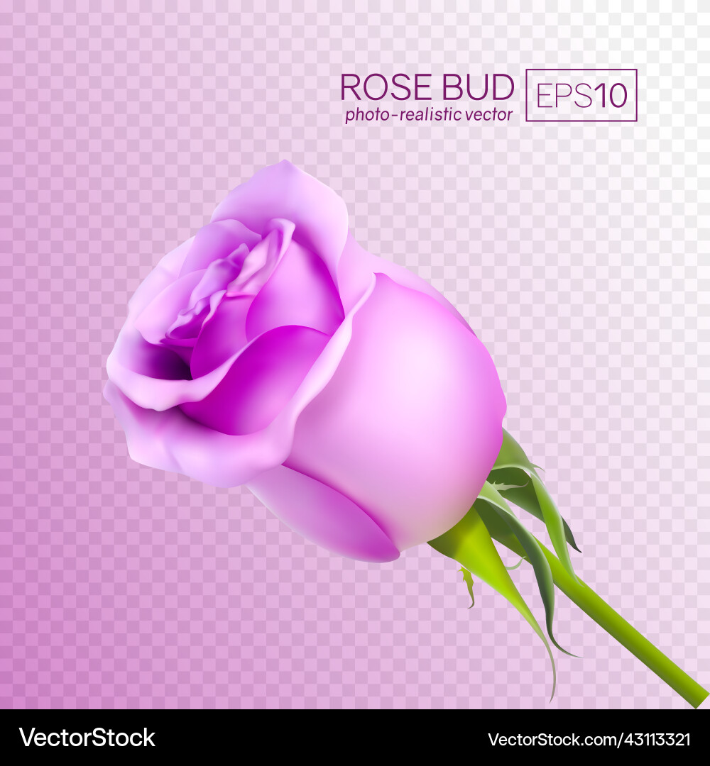 Realistic 3d rose on transparent background Vector Image