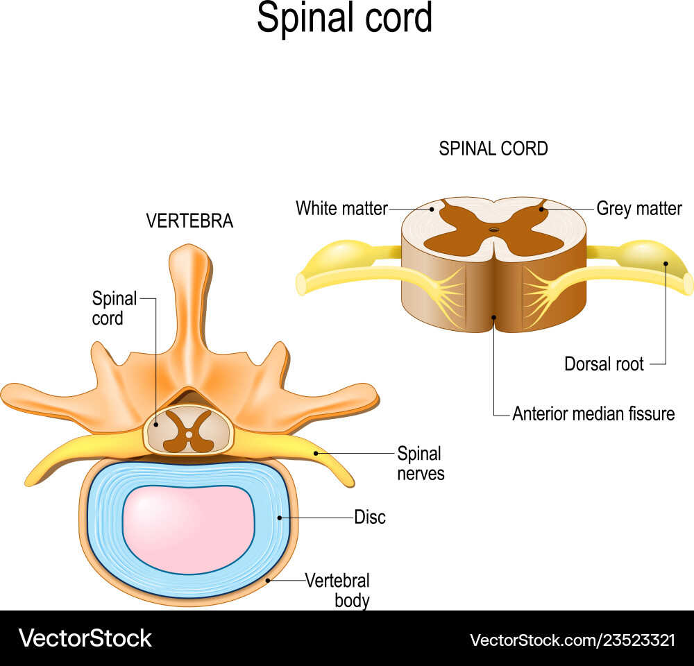 Spinal Column Cross-Section Royalty Free Vector Image