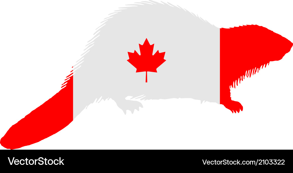 Canadian beaver Royalty Free Vector Image - VectorStock