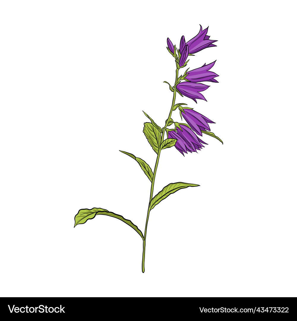 Drawing bell flower Royalty Free Vector Image - VectorStock