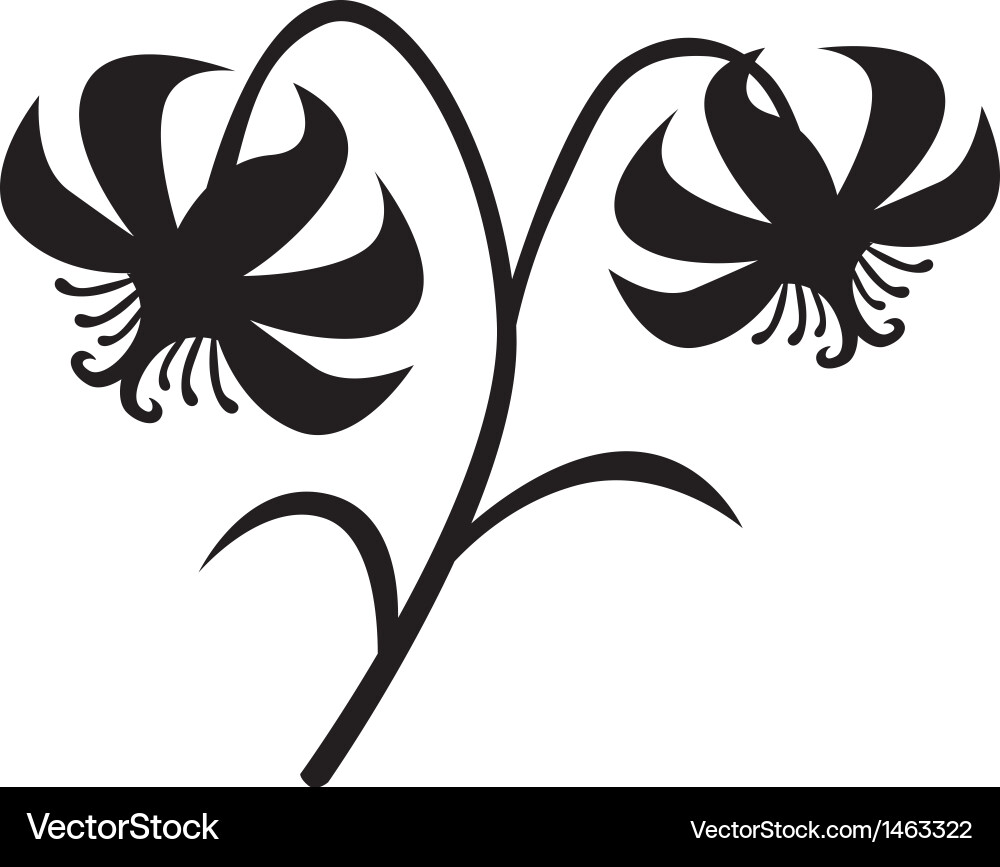 Flower lily Royalty Free Vector Image - VectorStock