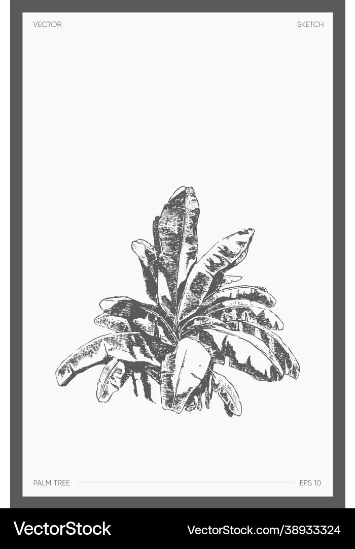 High detail palm tree realistic sketch Royalty Free Vector