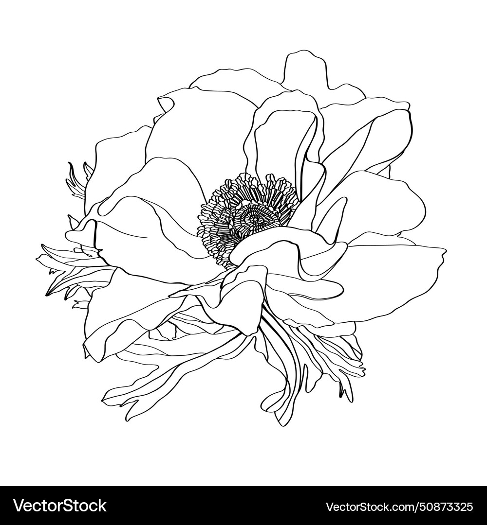 Beautiful anemone flower Royalty Free Vector Image