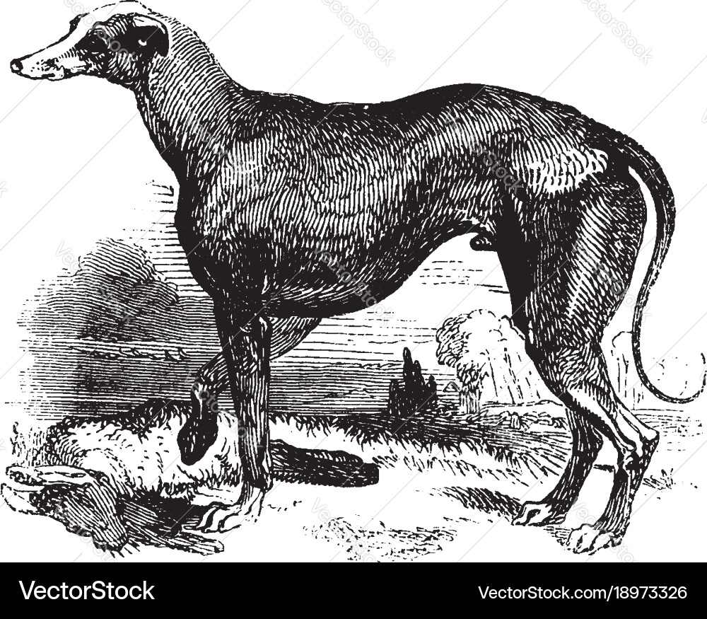 Vintage Greyhound Racing Line Art Royalty Free Vector Image