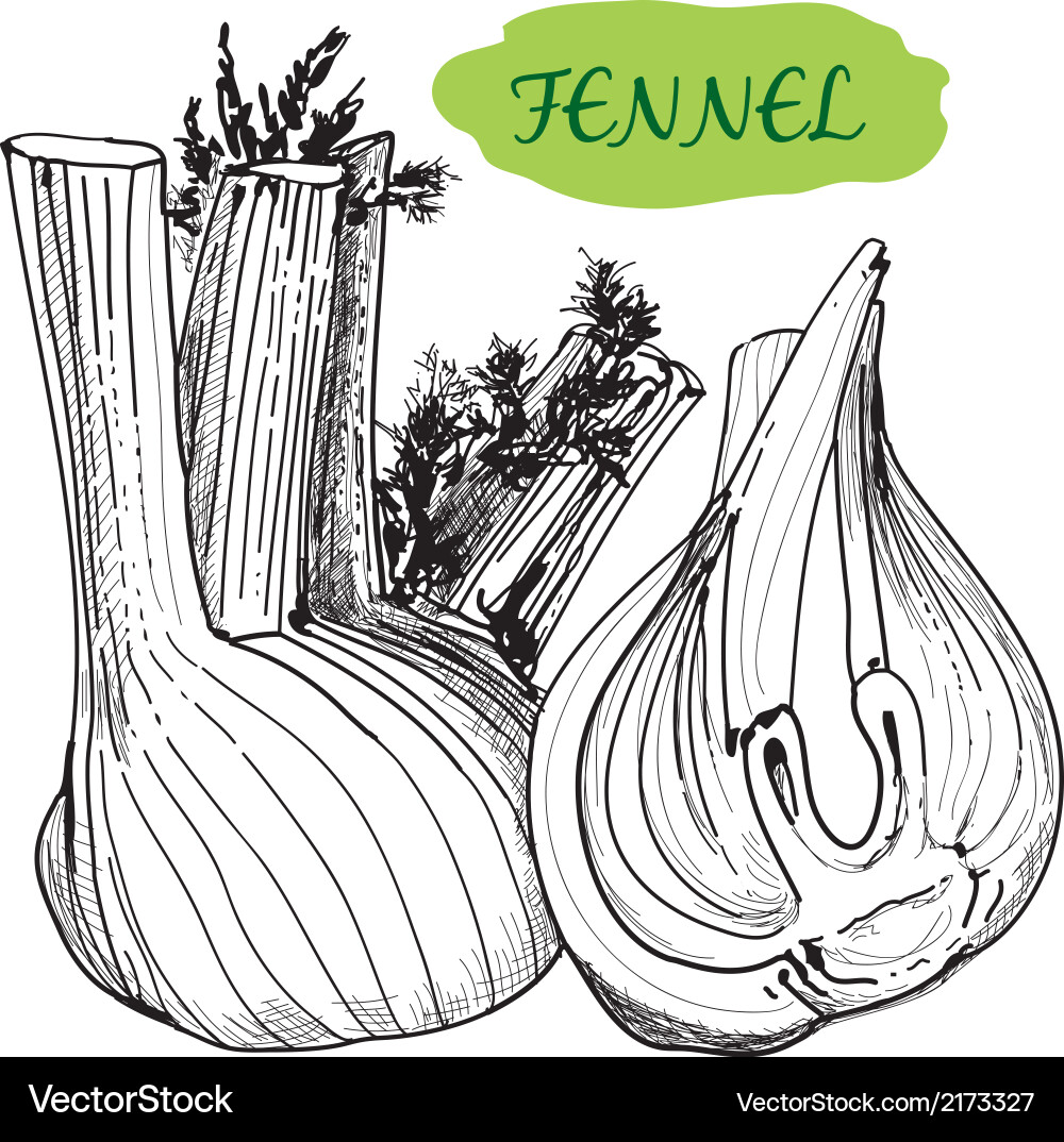 Fennel Royalty Free Vector Image - VectorStock