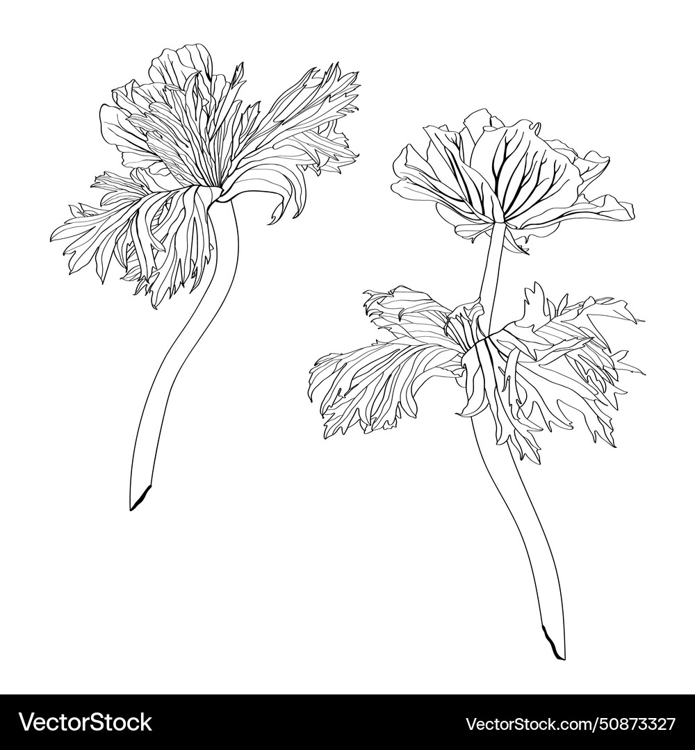 Set beautiful anemone flowers Royalty Free Vector Image