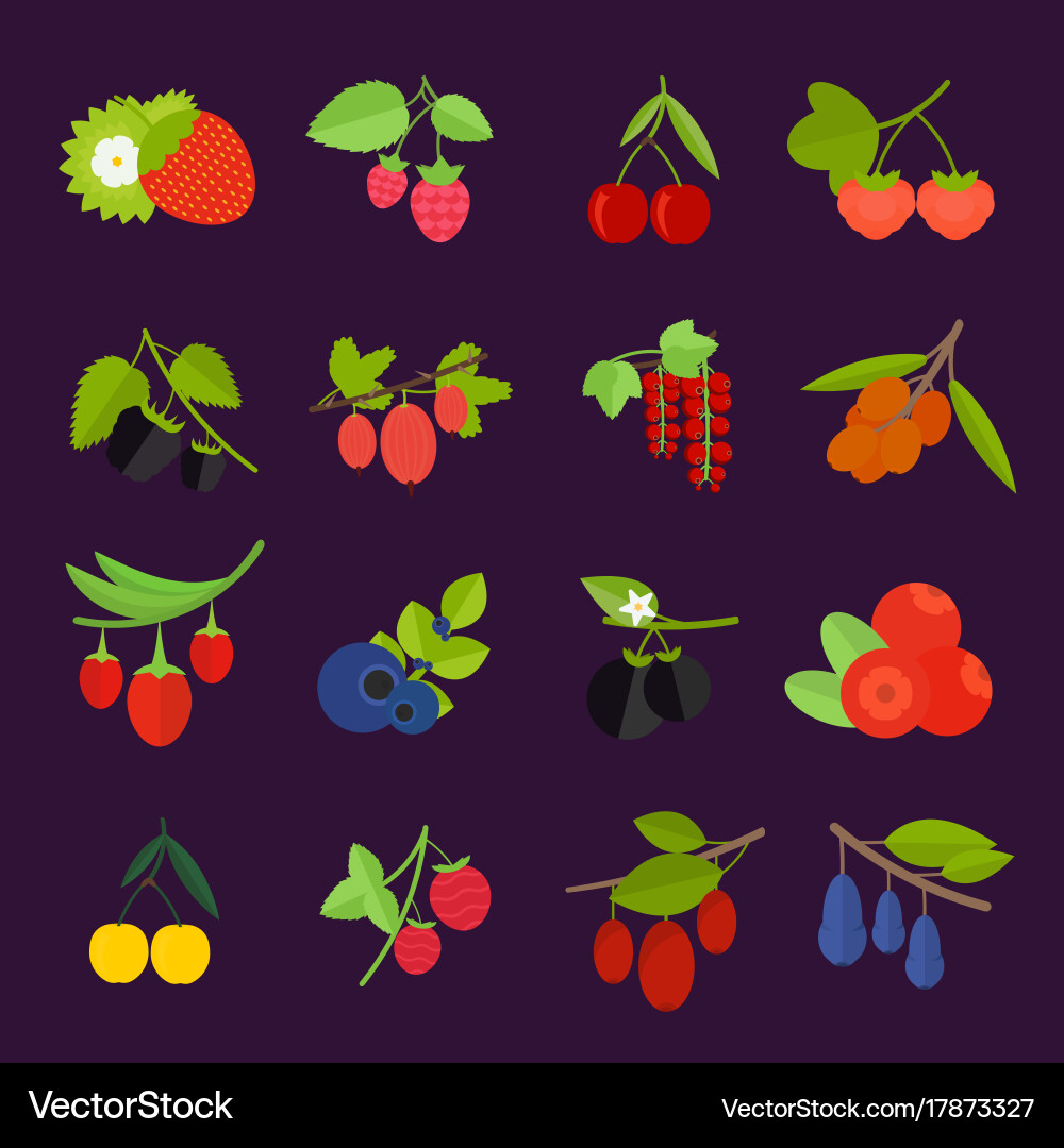 Set of berries Royalty Free Vector Image - VectorStock