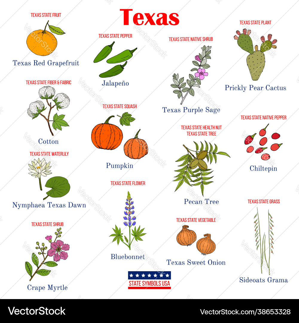 Texas State Symbols Collection Royalty Free Vector Image
