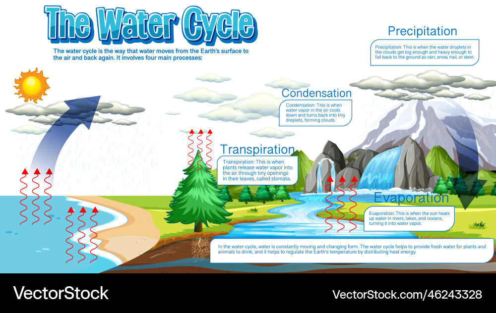 Water cycle diagram for science education Vector Image