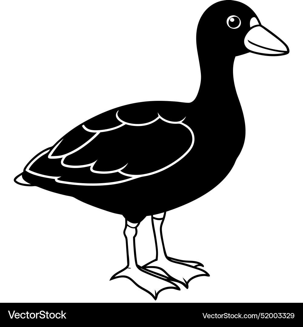 Coot duck stands icon Royalty Free Vector Image