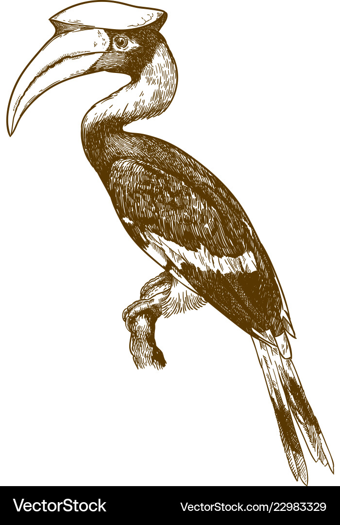 Engraving of great hornbill Royalty Free Vector Image