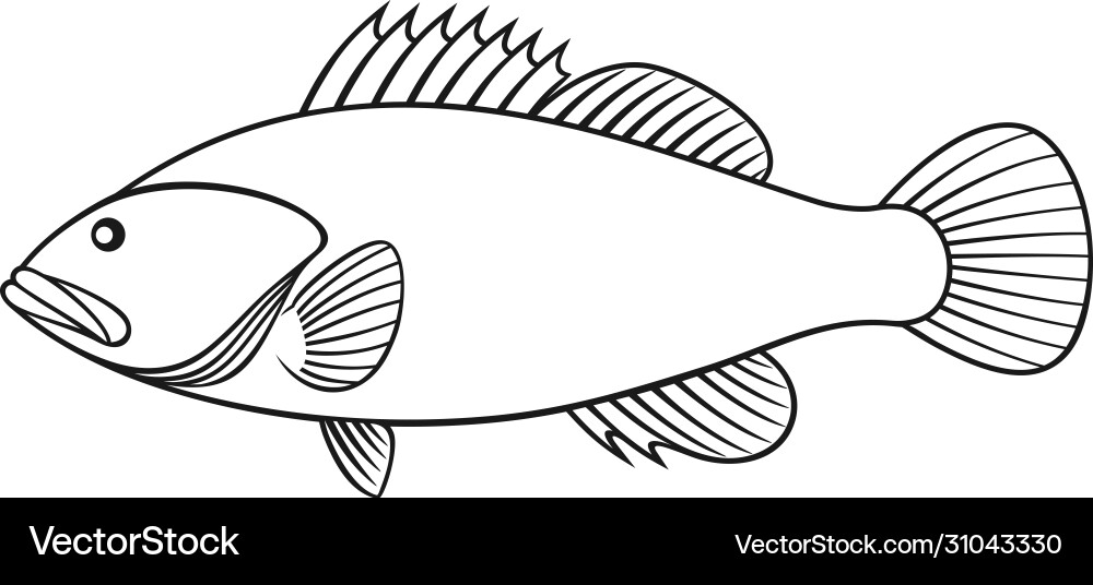 Spotted grouper Royalty Free Vector Image - VectorStock