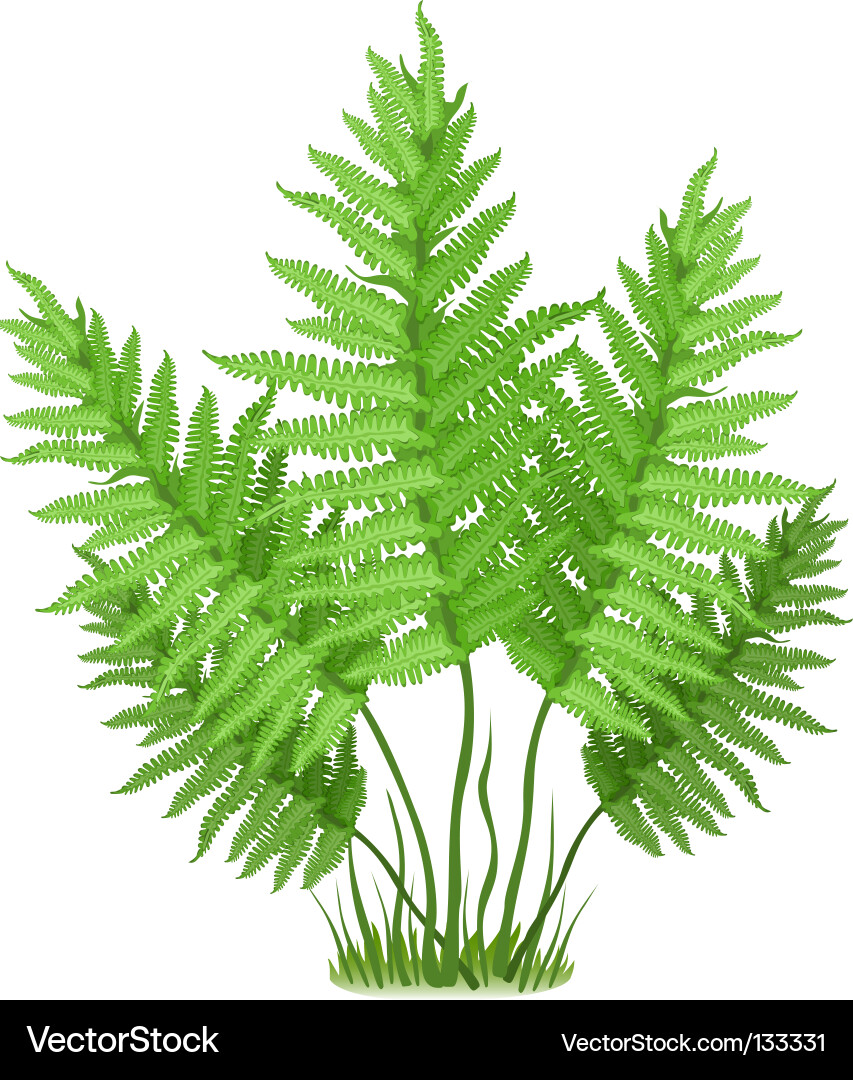 Fern Royalty Free Vector Image - VectorStock