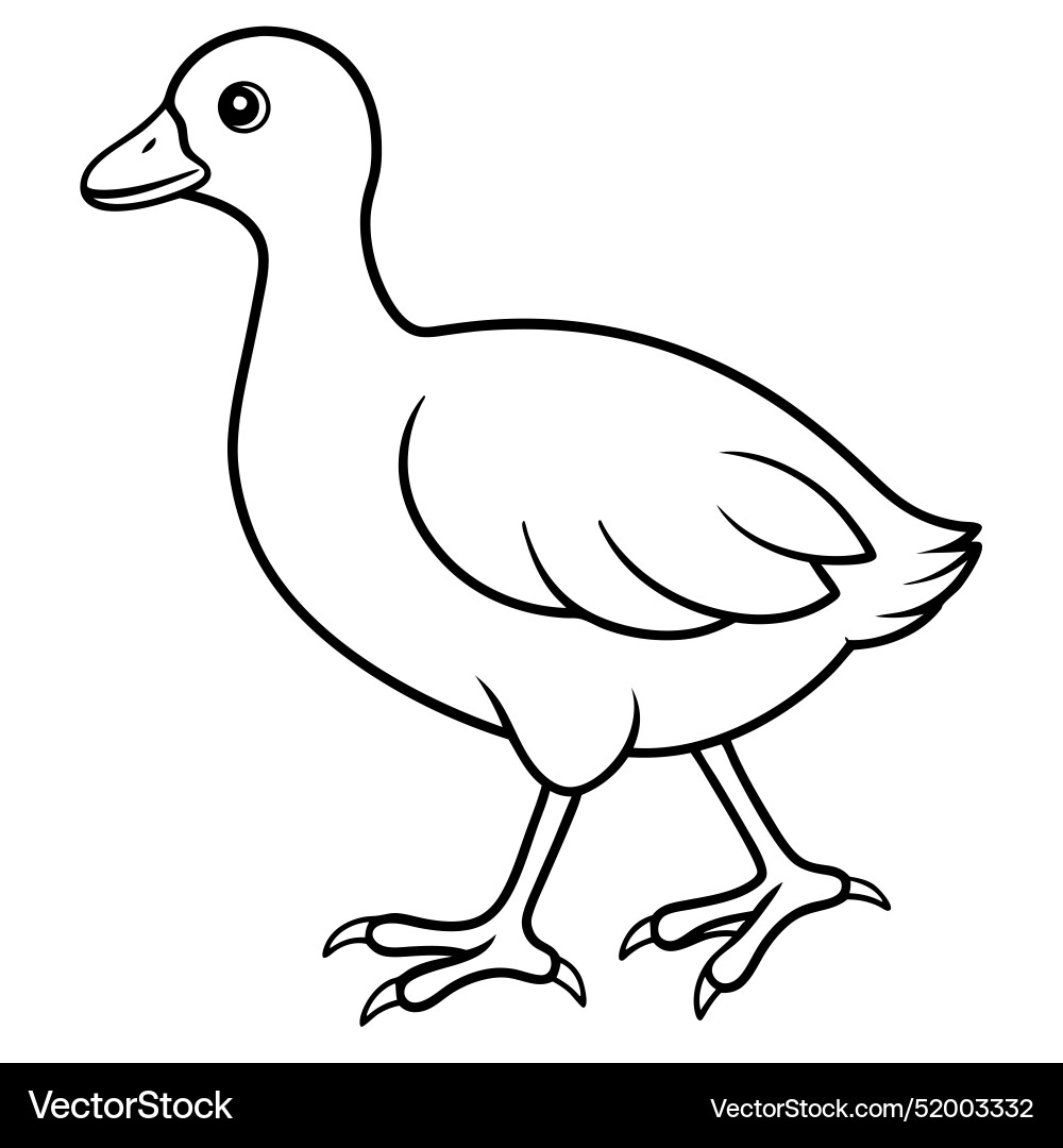 Coot duck walks icon Royalty Free Vector Image