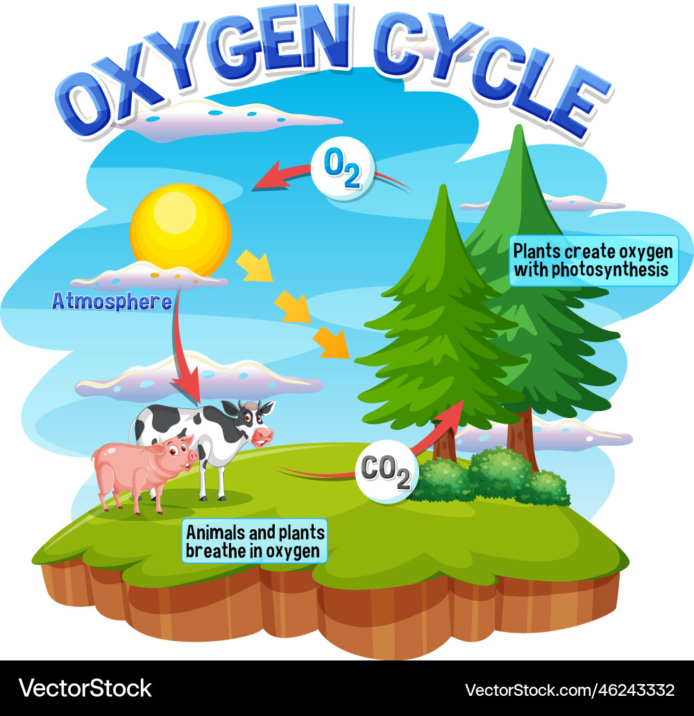 Oxygen Cycle Diagram And Explanation