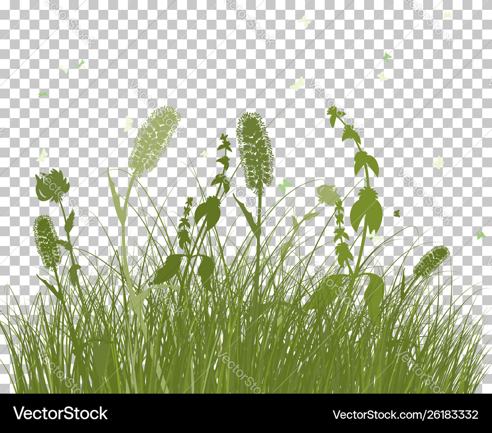 Summer meadow Royalty Free Vector Image - VectorStock