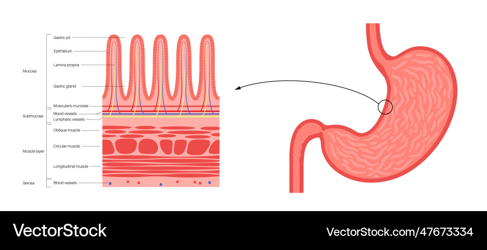 Stomach Wandanatomie - Mucosa Ebenen Lizenzfreier Vektor